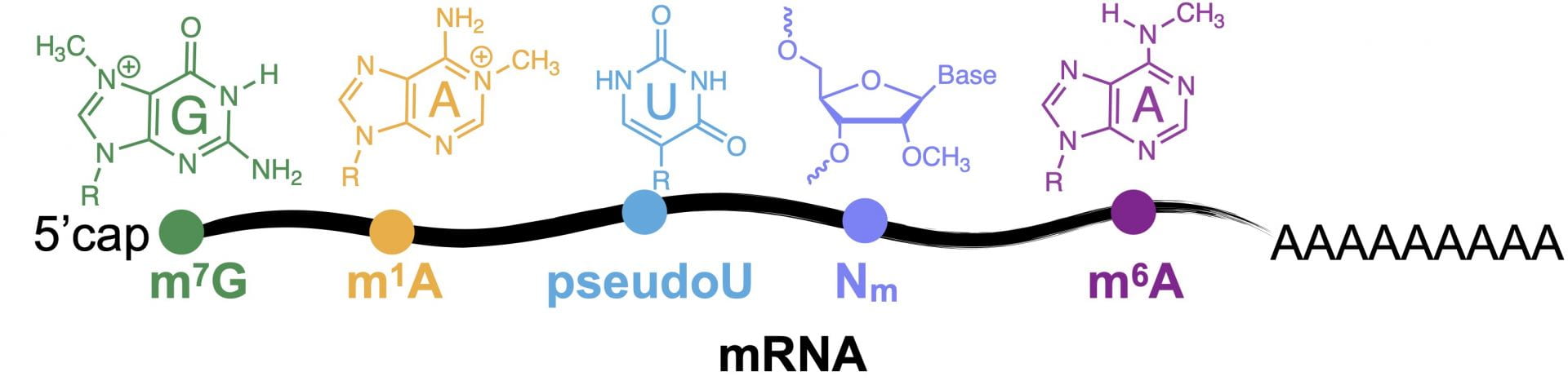 Research – Zhou Lab