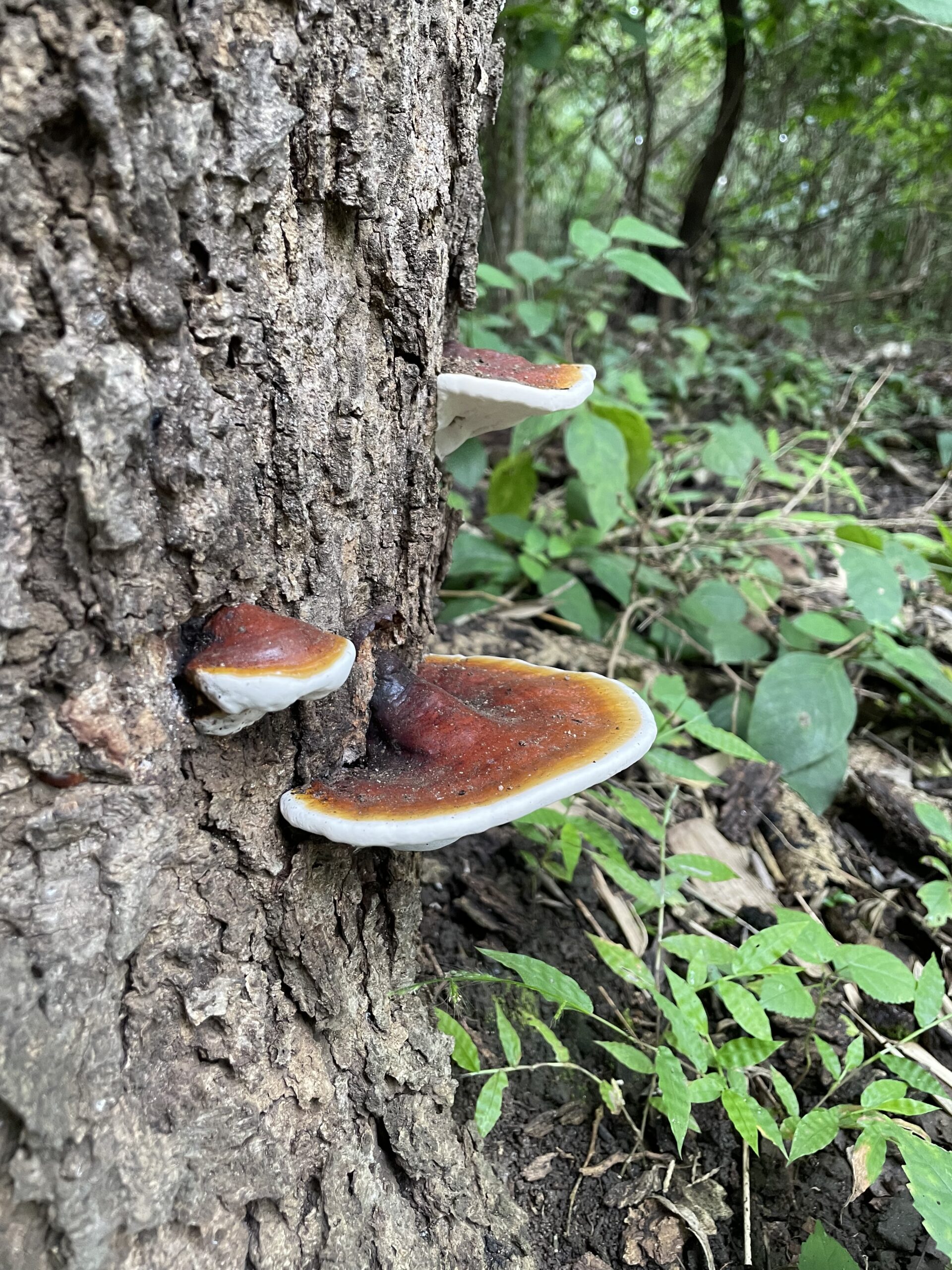 We Are Farmers, bum-badum-bum-bum-bum-bum – BC EAGLES ABROAD